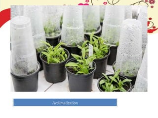 Techniques of in vitro clonal propagation for fruit crops | PPTX