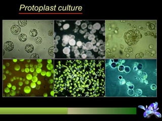 Techniques of in vitro clonal propagation for fruit crops | PPTX