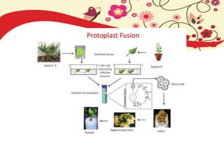 Techniques of in vitro clonal propagation for fruit crops | PPTX