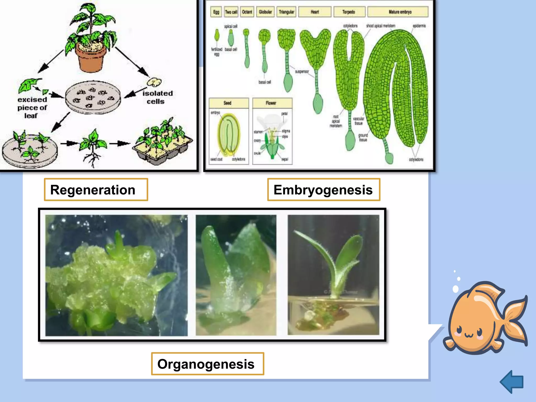 Techniques of in vitro culture | PPTX