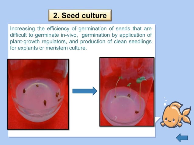 Techniques of in vitro culture | PPTX | Gardening | Home & Garden