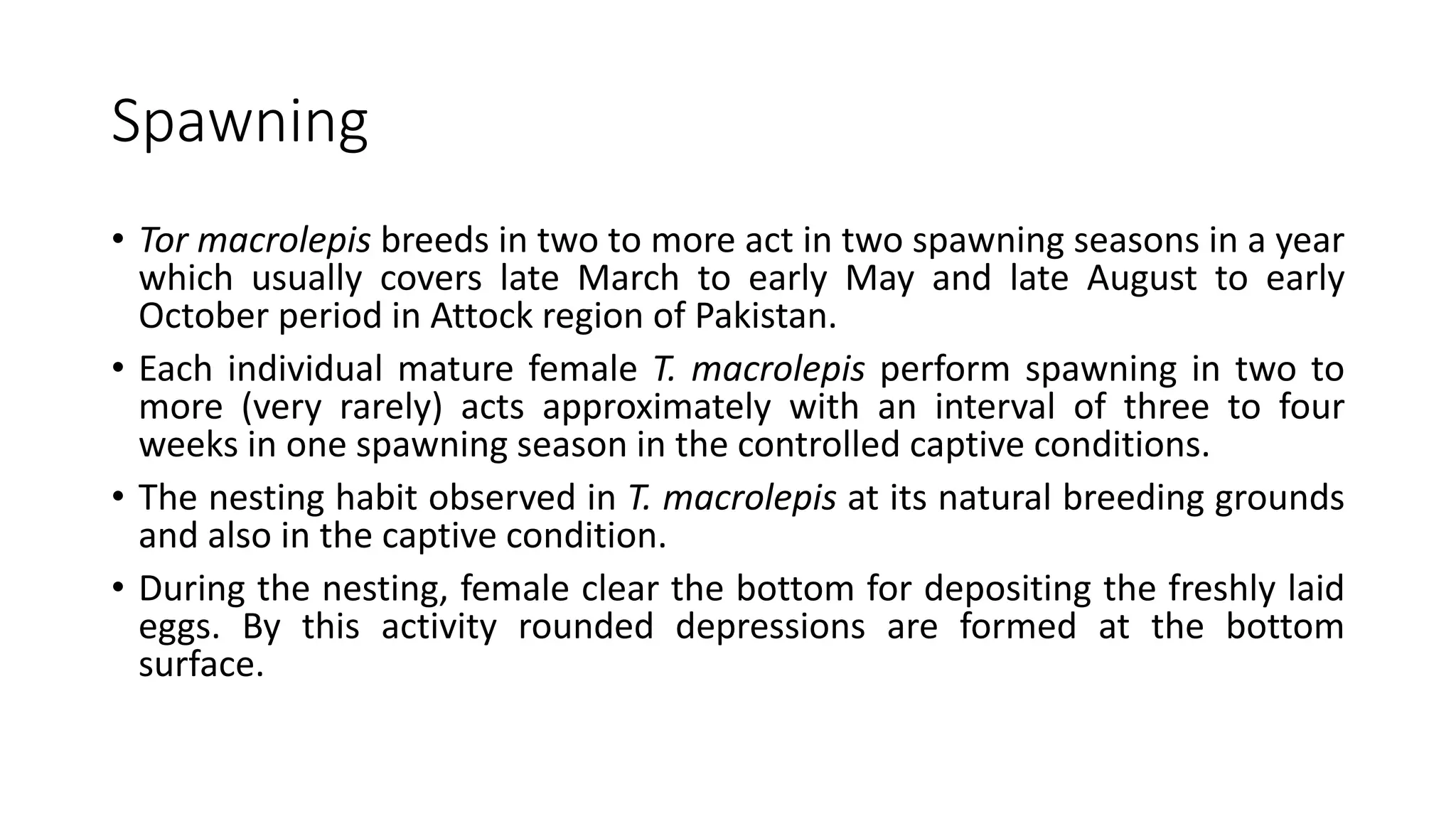 Techniques of mahseer (Tor species) breeding | PPTX