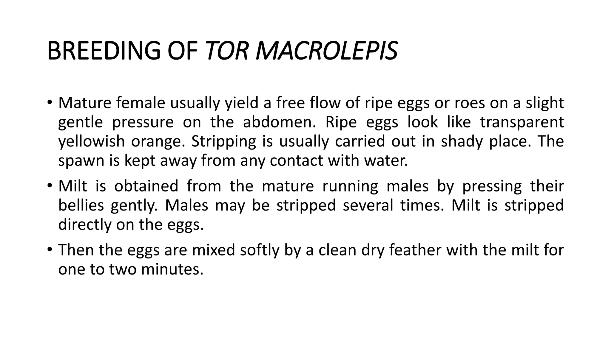 Techniques of mahseer (Tor species) breeding | PPTX