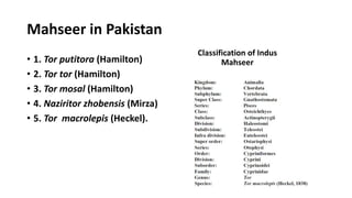 Techniques of mahseer (Tor species) breeding | PPTX
