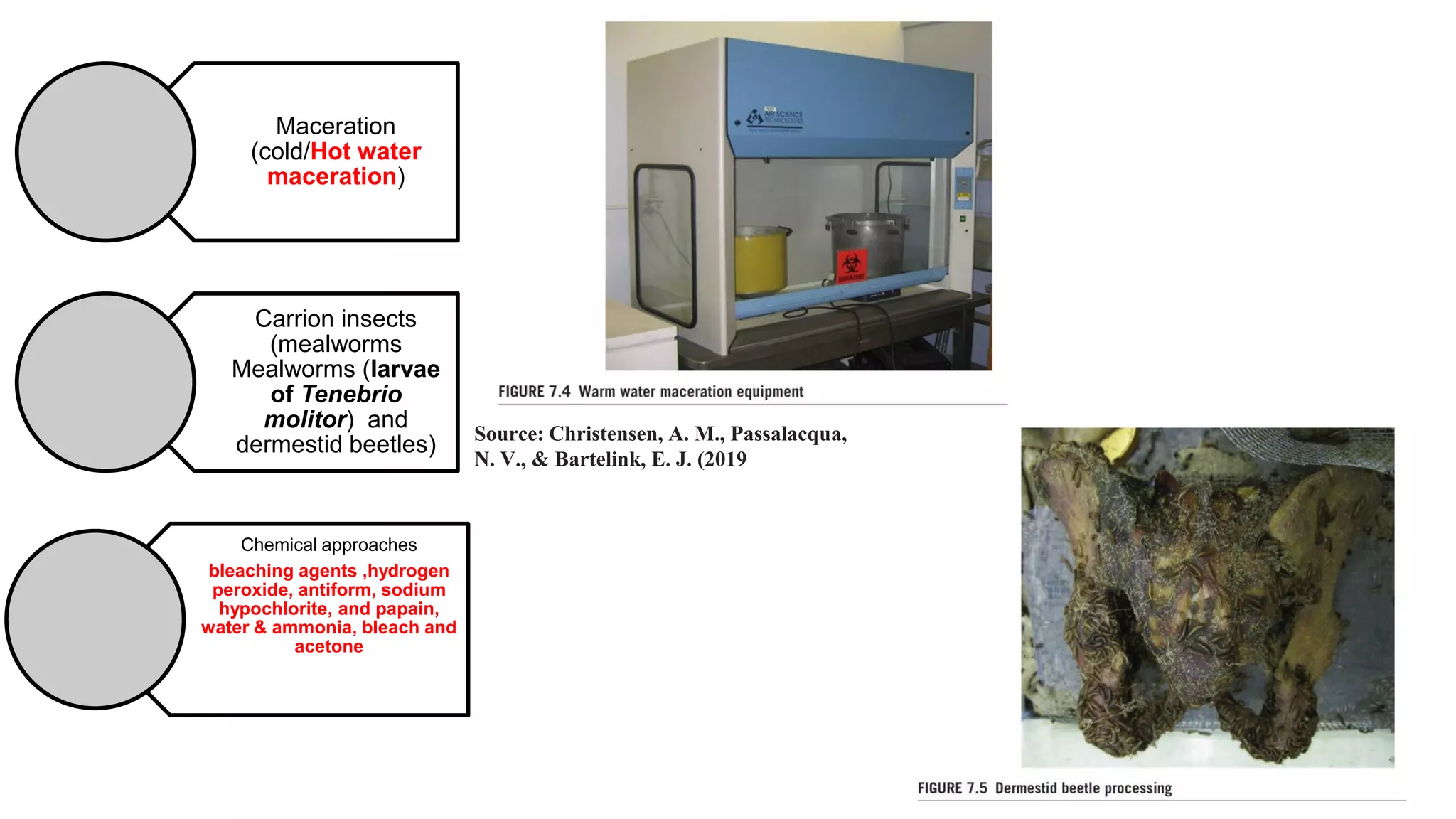 Techniques of recovery AND processing of skeletal remains.pdf