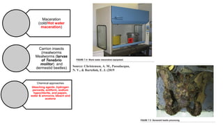 Techniques of recovery AND processing of skeletal remains.pdf