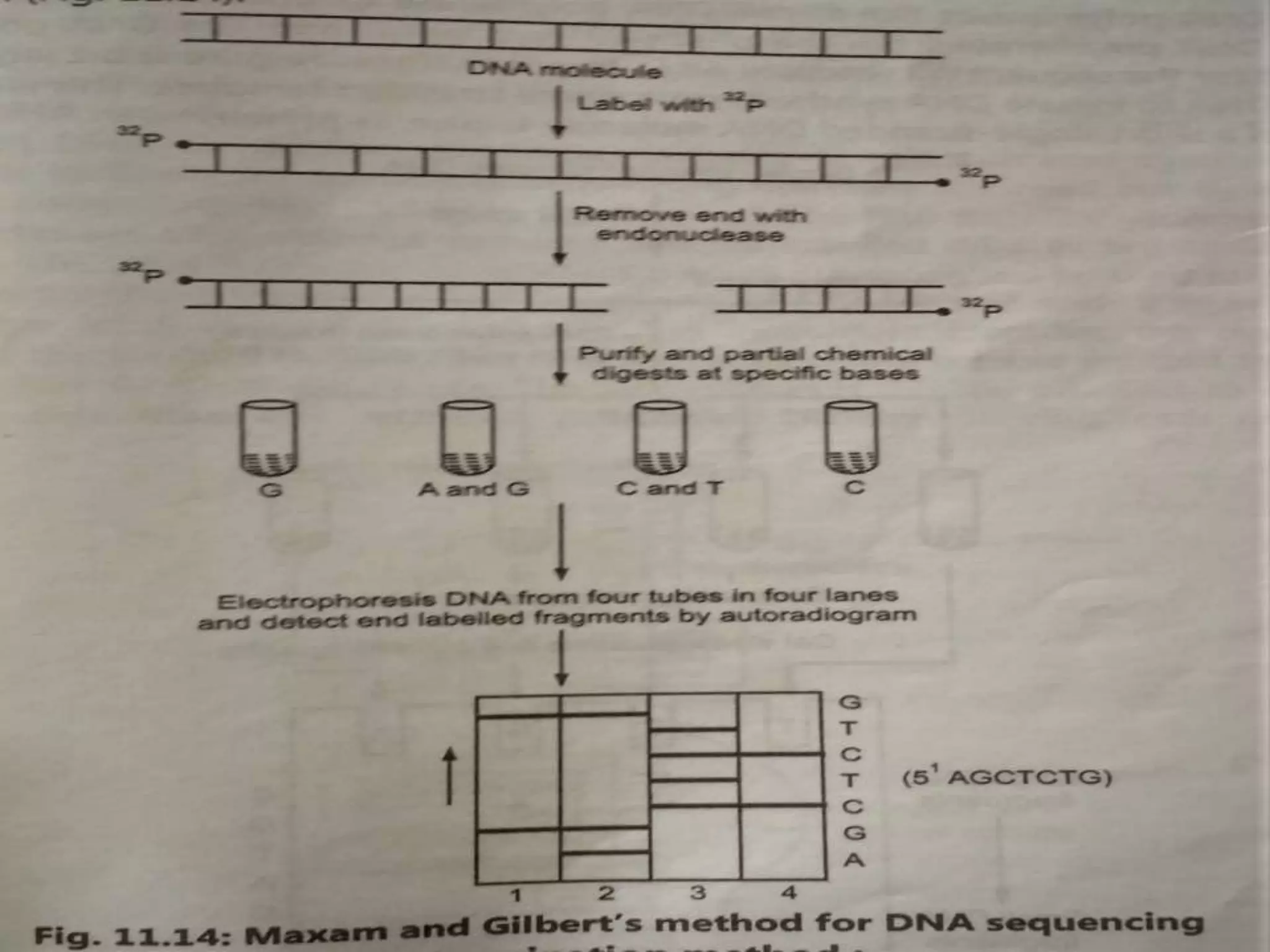 Techniques used in molecular biology | PPTX | Biological Sciences | Science