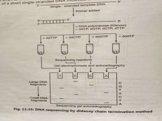 Techniques used in molecular biology | PPTX