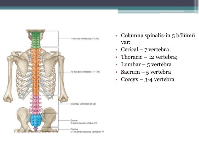 Technique transpedincular screw placement