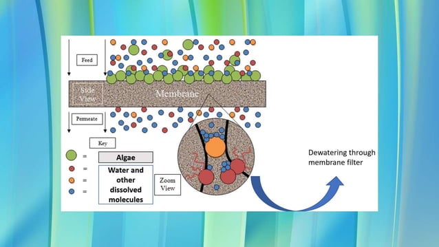 Technologies for Microalgae Harvesting | PPTX | Chemistry | Science