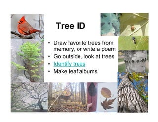Technology and Trees.ppt