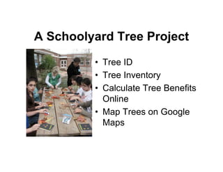Technology And Trees.Ppt