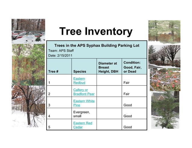 Technology And Trees.Ppt
