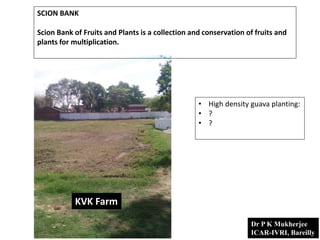 Technology park pijush kanti mukherjee (icar-ivri) | PDF