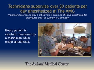 What Does a Vet Tech Do? | PPTX