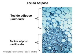 Tecido adiposo e cartilaginoso | PPT