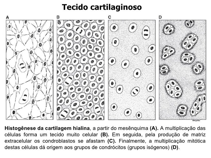 Tecido adiposo e cartilaginoso