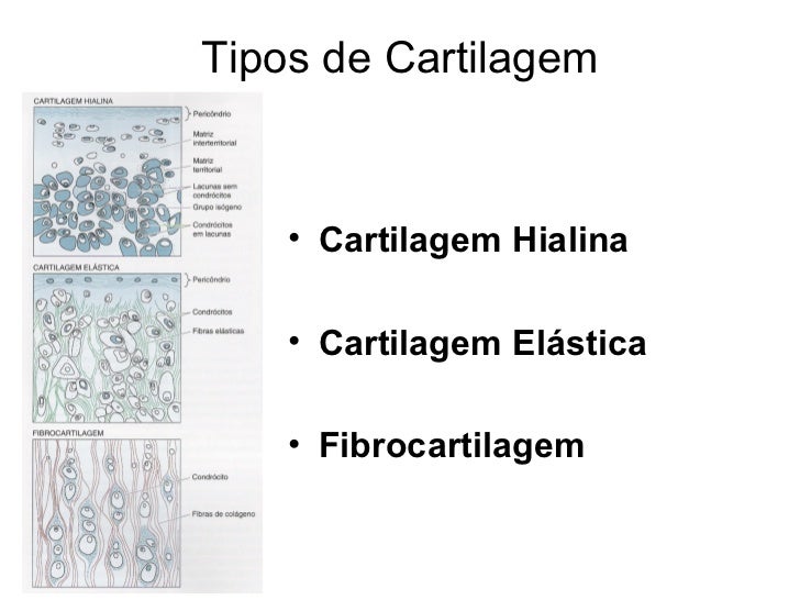 Tecido Cartilaginoso