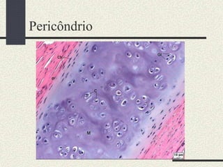 Tecido cartilaginoso.ppt