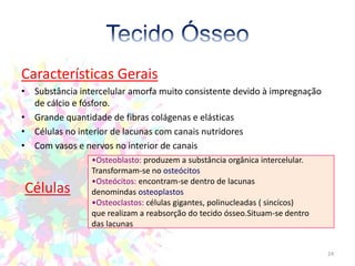 Tecido conjuntivo | PPTX