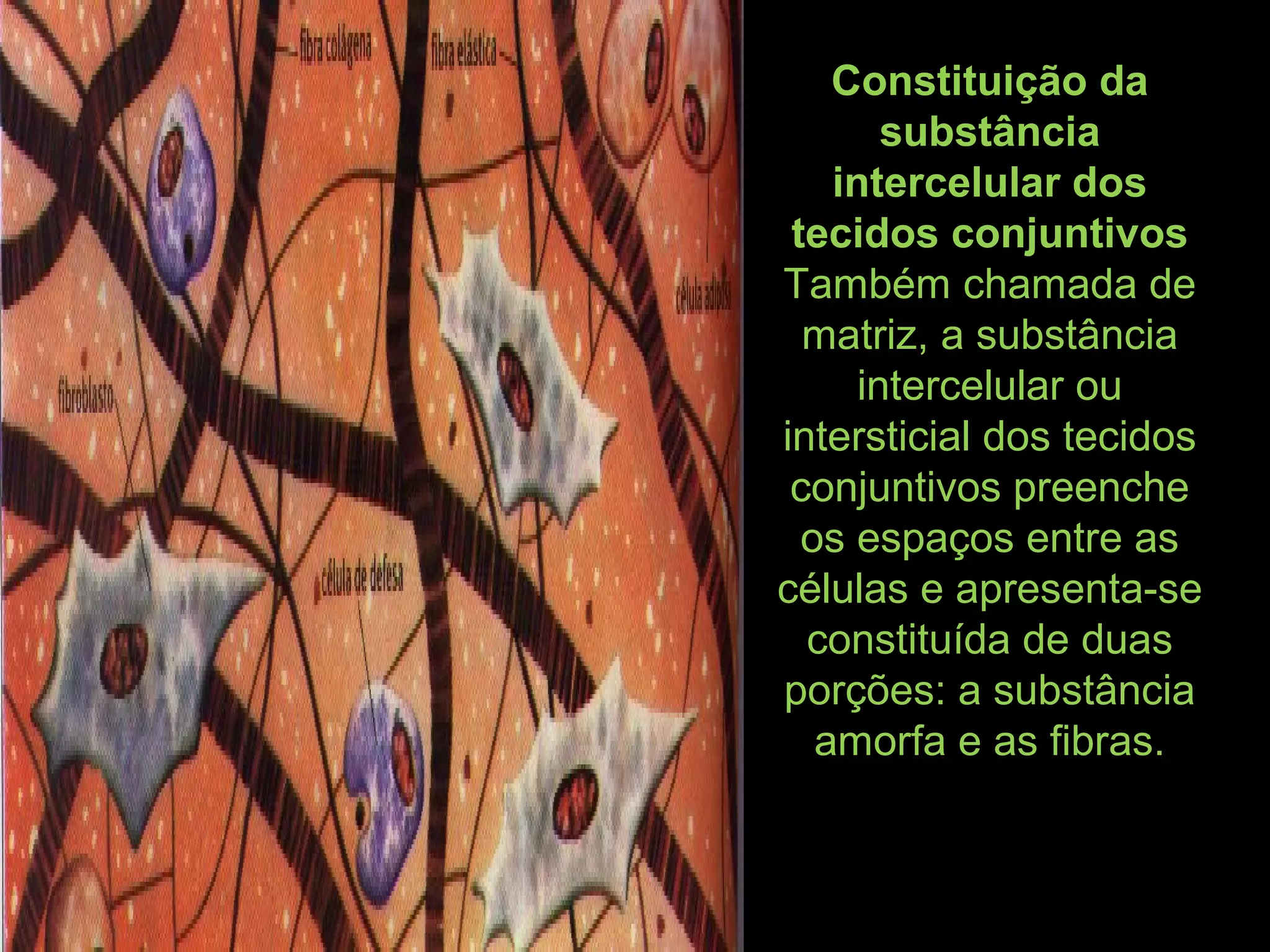Tecido conjuntivo | PPT
