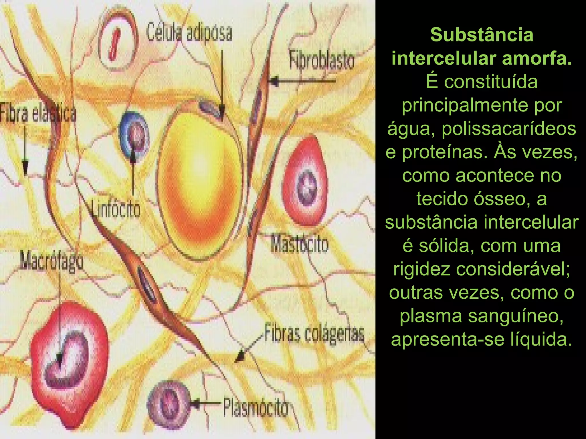Tecido conjuntivo | PPT