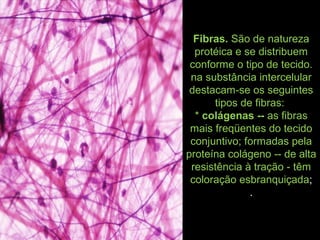 Tecido conjuntivo | PPT