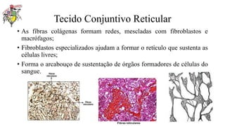 Tecido conjuntivo | PPTX