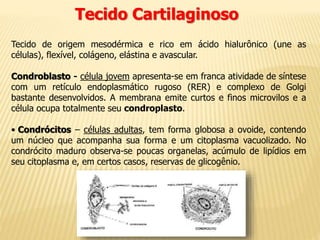 Tecido conjuntivo especial | PPTX