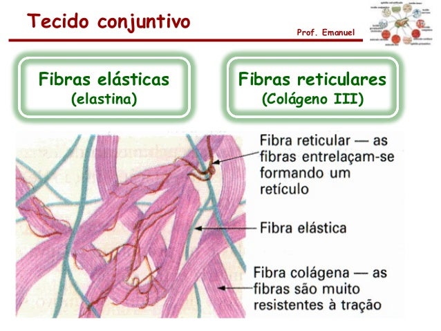 Histologia II - Conjuntivos