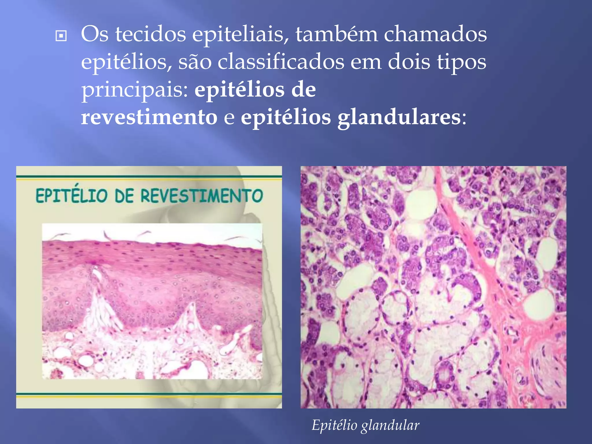 Resumo Tecido Epitelial Pptx