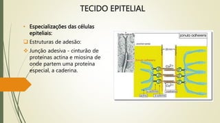 TECIDO EPITELIAL.pptx