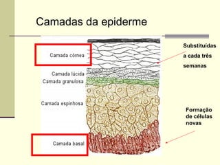 Tecido epitelial 1 ano | PPT