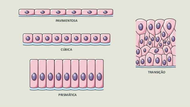 Tecido Epitelial de Revestimento