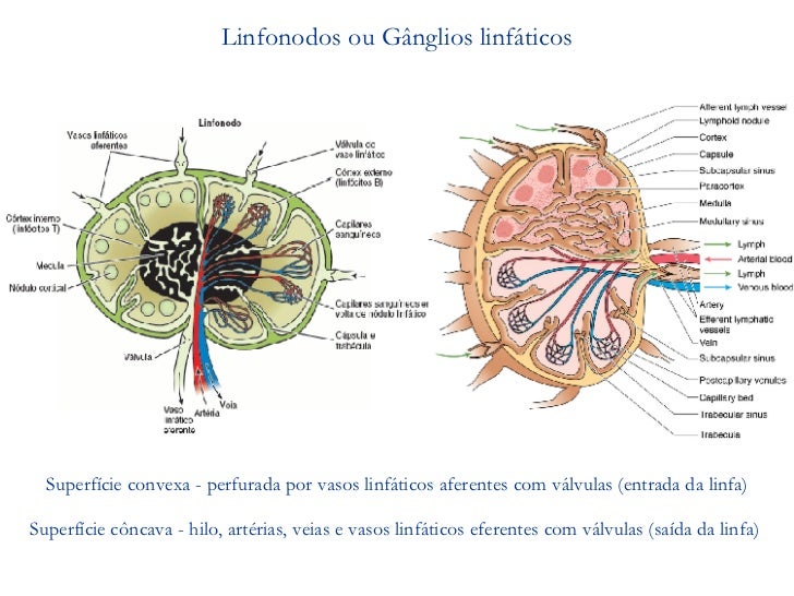 tecido linfoide