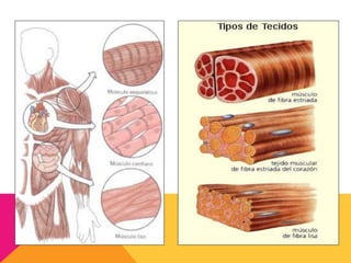 Tecido muscular | PPTX
