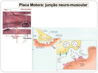 Tecido Muscular.ppt
