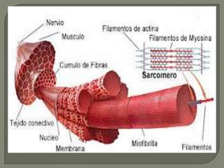 Tecido muscular 2o b | PPTX