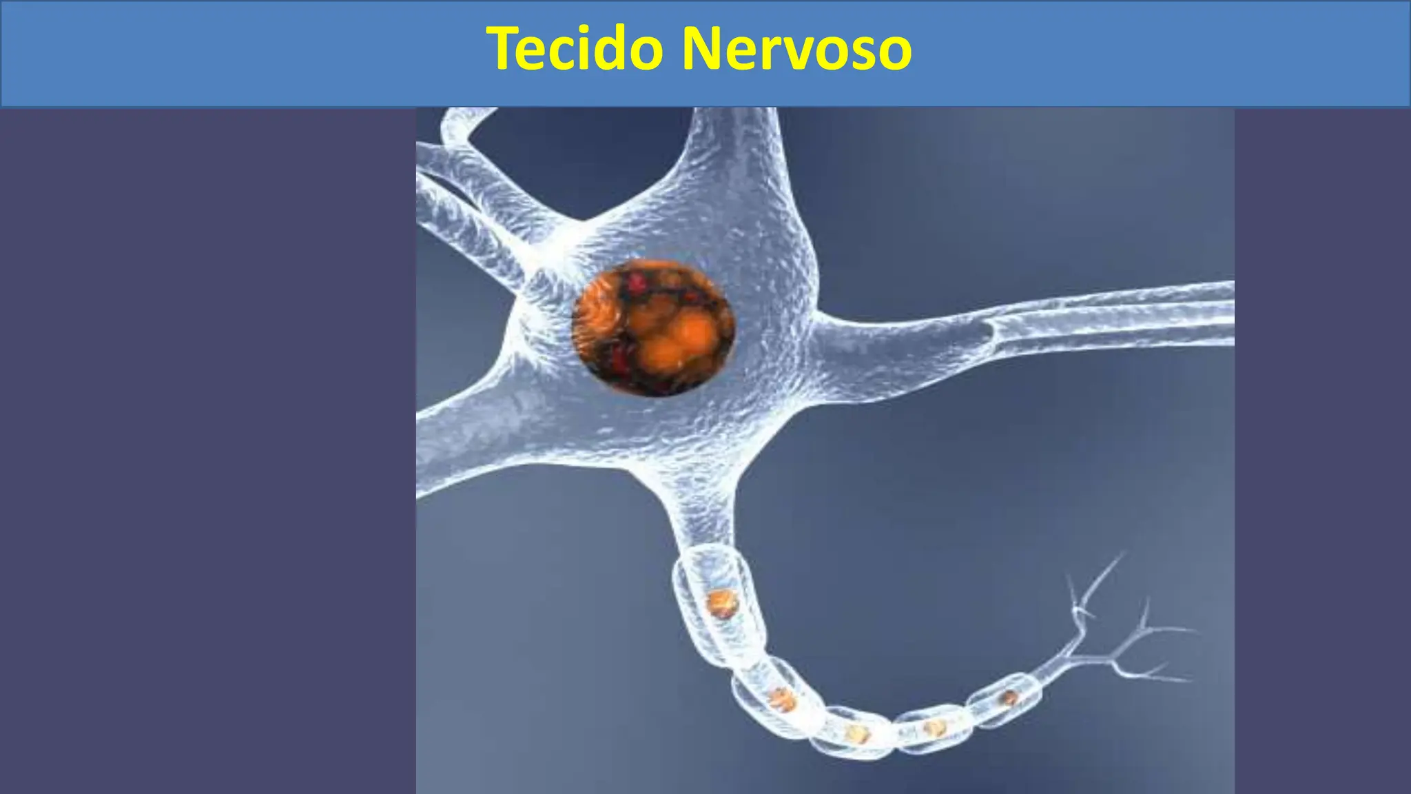 Tecido_Nervoso.pptxsistema nervoso neuronios | PPT
