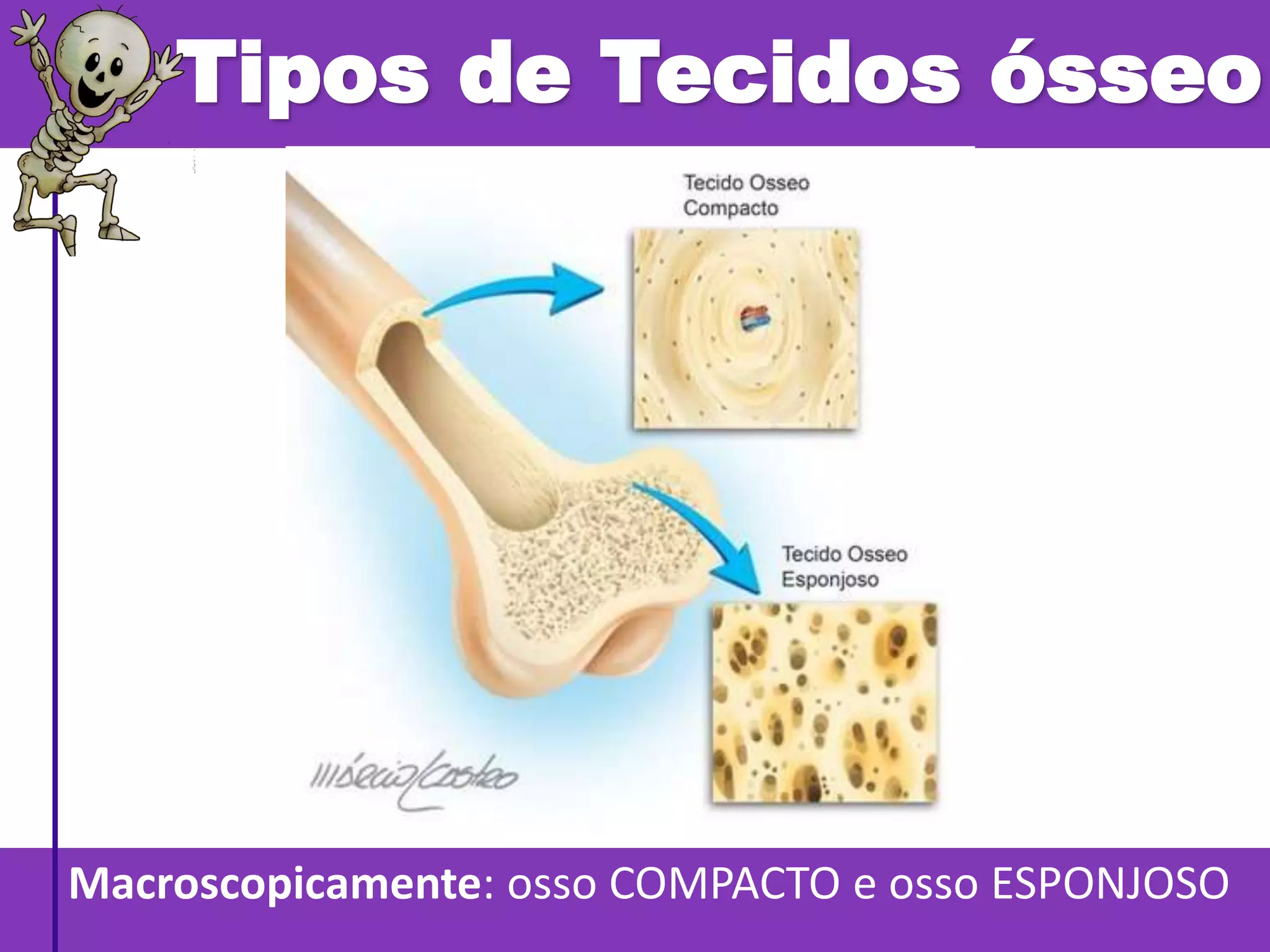 Tecido ósseo | PPTX | Bone and Joint Conditions | Diseases and Conditions