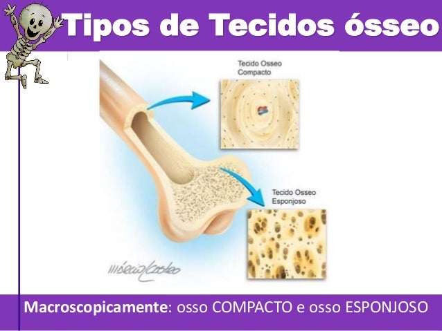 Tecido ósseo