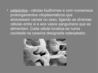Tecidos animais | PPT