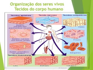TECIDOS DO CORPO HUMANO.pptxTECIDOS DO CORPO HUMANO.pptx