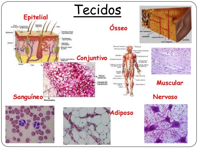 Tecidos humanos slides