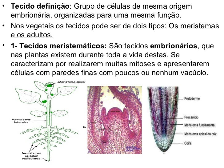 Tecidos vegetais