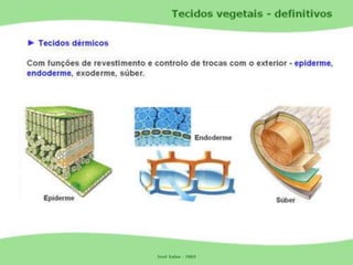 Tecidos Vegetais Meristemas | PPTX