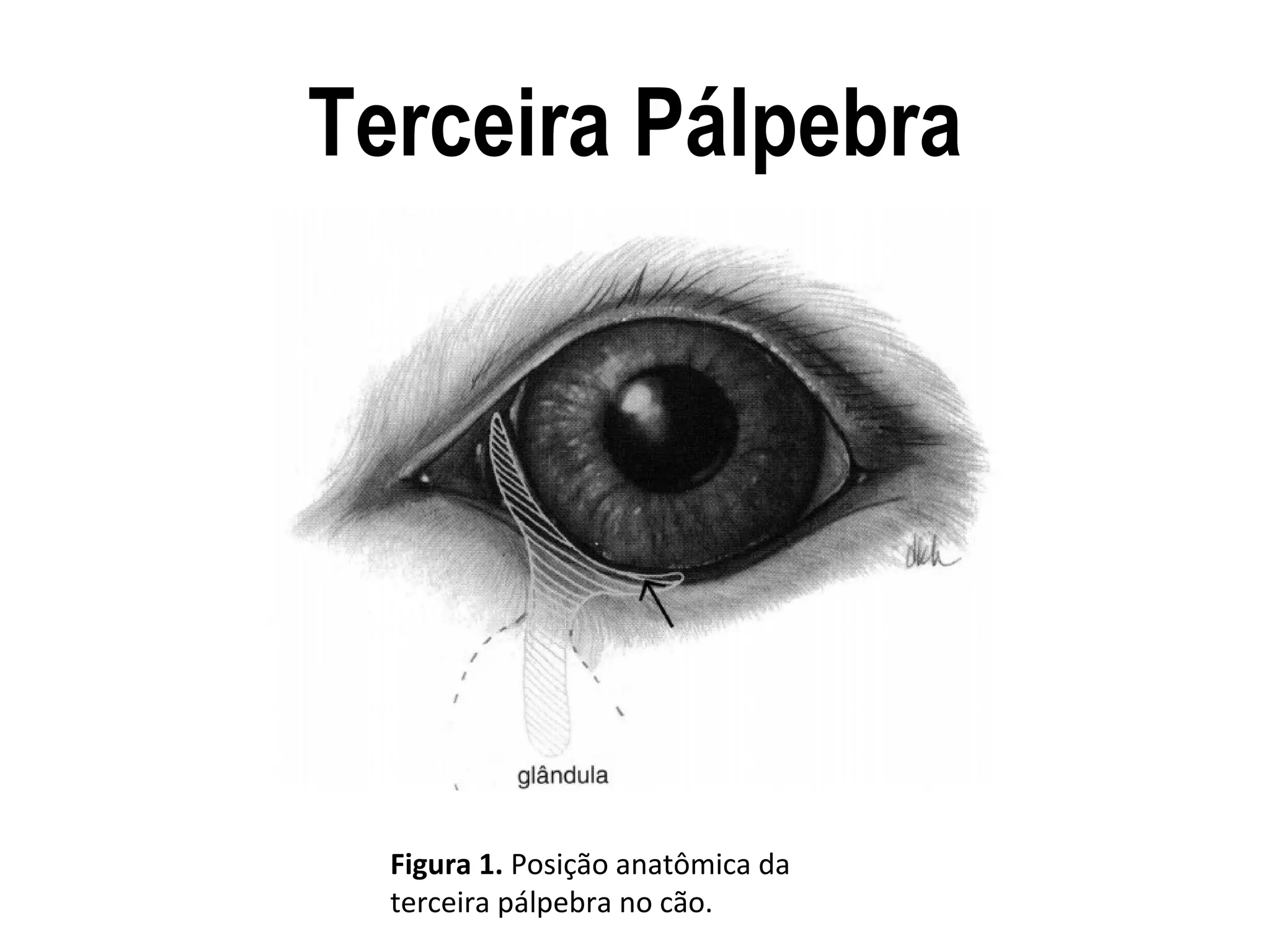 Prolapso Da Terceira Palpebra - RETOEDU