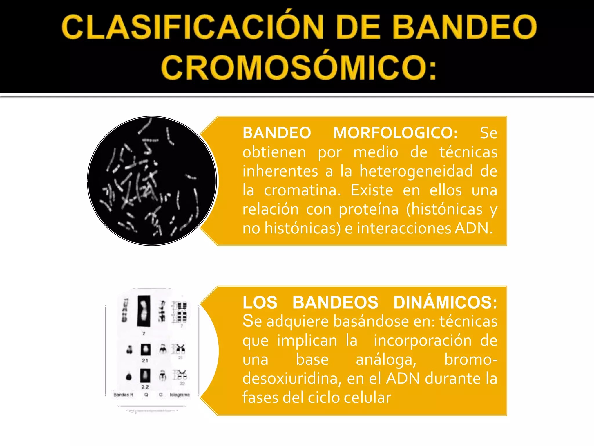 Técnica de bandeo cromosomico | PPT