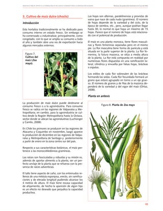 Tecnica de produccion horticola en el sur de chile | PDF