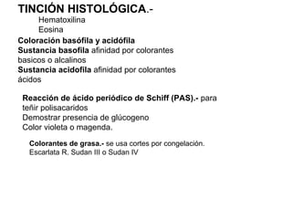 Tecnica histologica | PPT